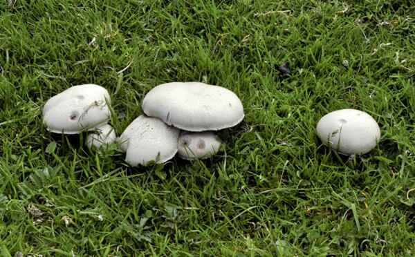 Çayır Mantarı ve Özellikleri | Doğal Mantarlar