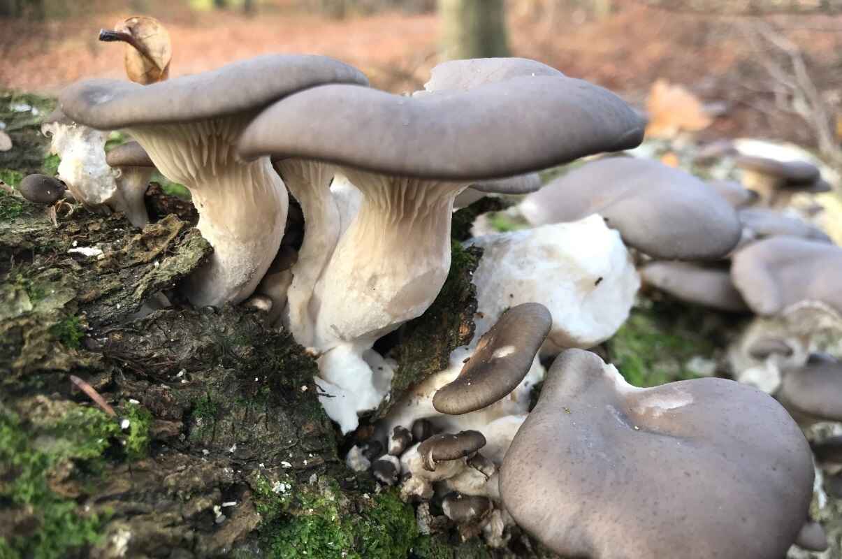 Mantar Nedir ? Mantar Bitki Midir ? 🍄 Doğal Mantarlar